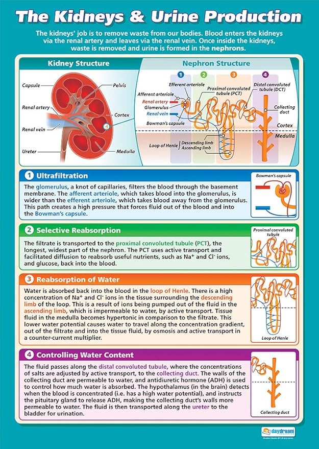 The Kidneys & Urine Production | Science Posters | Gloss Paper ...