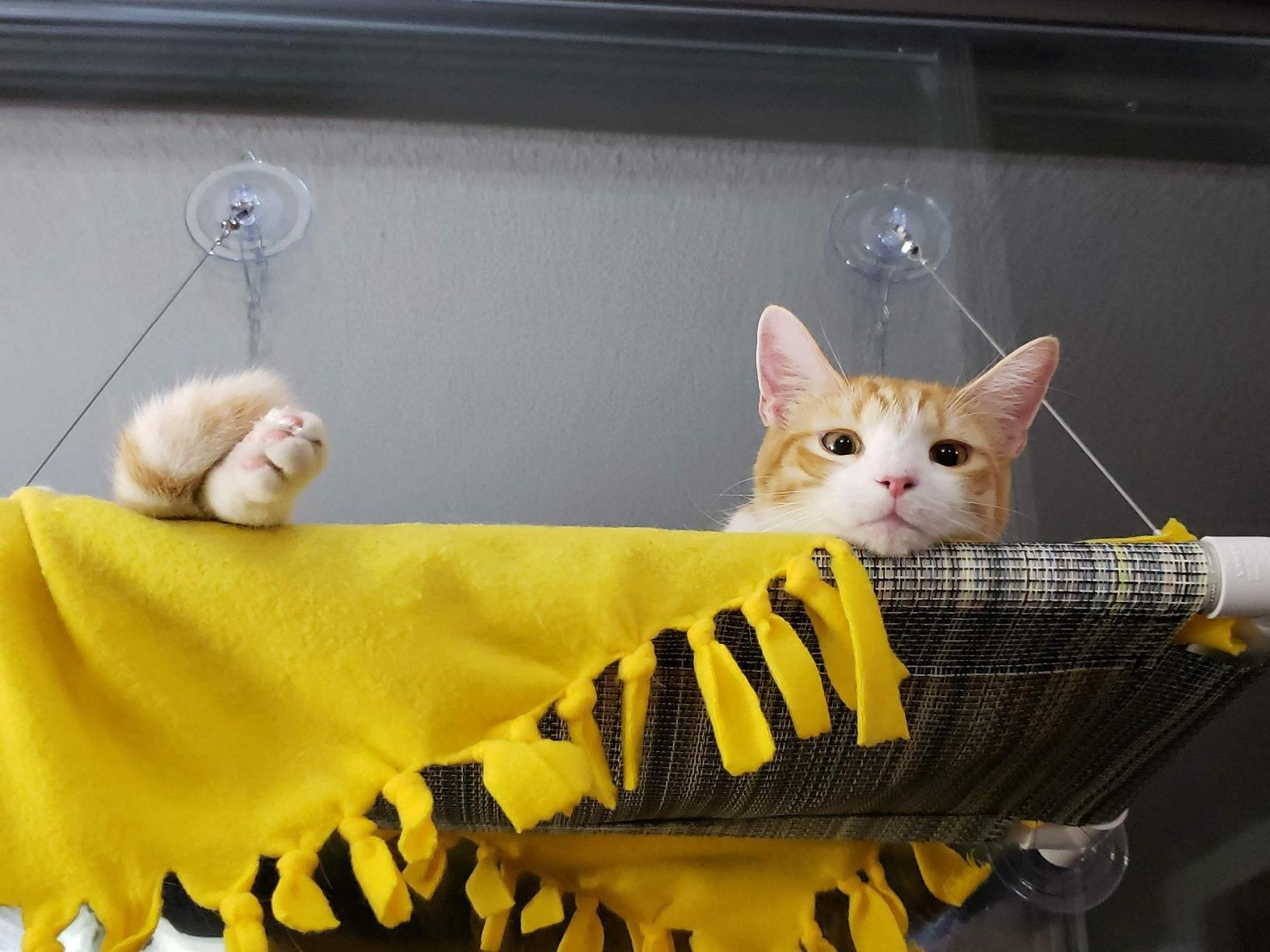 Pictures – Kitty Cot Original™