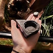 Amazon.com : Pangea Mini Magnetic Gecko Feeder Ledge : Pet Supplies