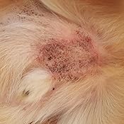 Petnat Dermacton Cream for ITCHY Dogs - Professionally recommended ...