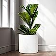 Amazon.com: Fox & Fern 14.6 Inch Extra Large Planter - Premium ...