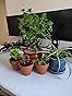 Amazon.com: KaBloom Live Plant Collection: Set of 4 Live Plants in a 3 ...