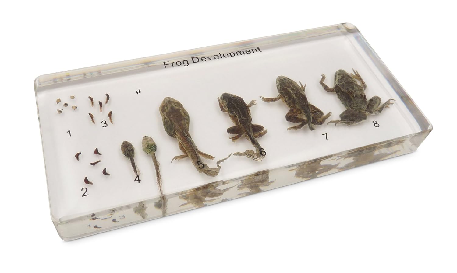 Specimens Real Animal Insect Specimen Lifecycle of Frog Development ...
