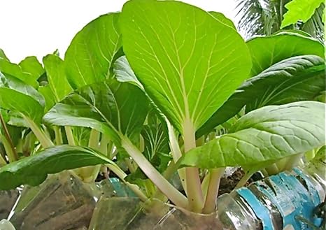 Image Of Petsay - PetsWall