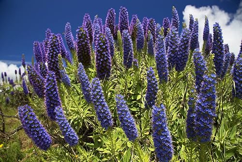 Plant World Seeds - Echium 'Blue Dwarf' Seeds: Amazon.co.uk: Garden ...