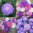 Amazon.com : 200+ Annual Double Aster Flower Seeds for Planting Outdoor-Attracts Bees ...