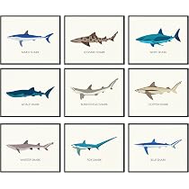 Peinture De Visage De Requin Pour Garçons À La Rencontre Du