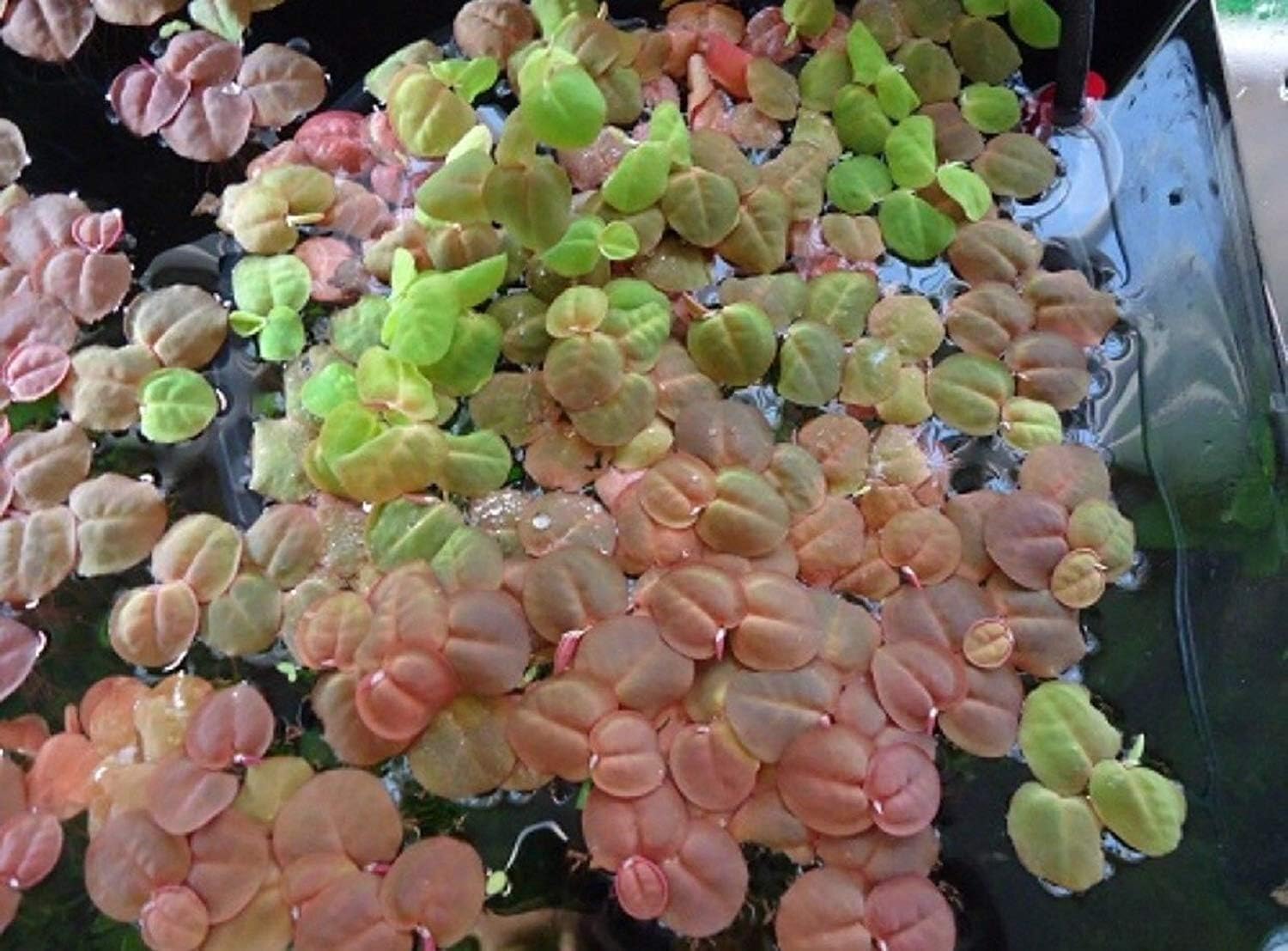 Amazon.com: Red Root Floater - Phyllanthus fluitans - 30 Plants - Live ...