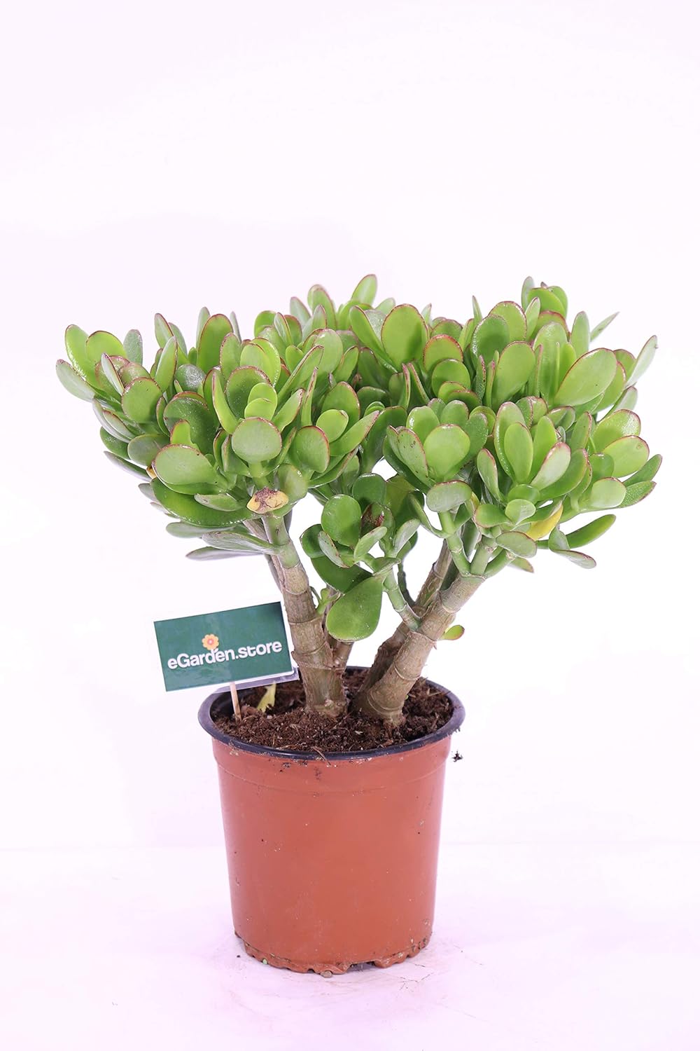 pianta di Crassula Ovata “Albero Di Giada o Albero dei soldi” pianta da ...
