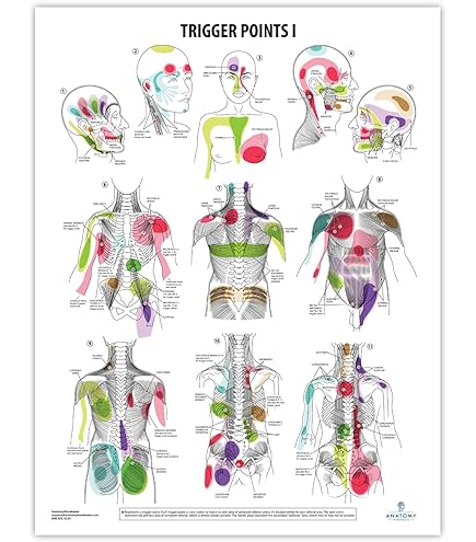 Trigger Point S 1 2 ANATOMICAL DIAGRAM GUIDE CHART ANATOMY 1 PRINT ...