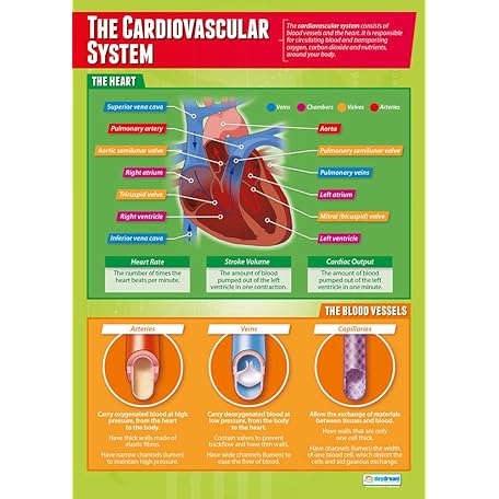 Mua The Cardiovascular System | PE Posters | Laminated Gloss Paper ...