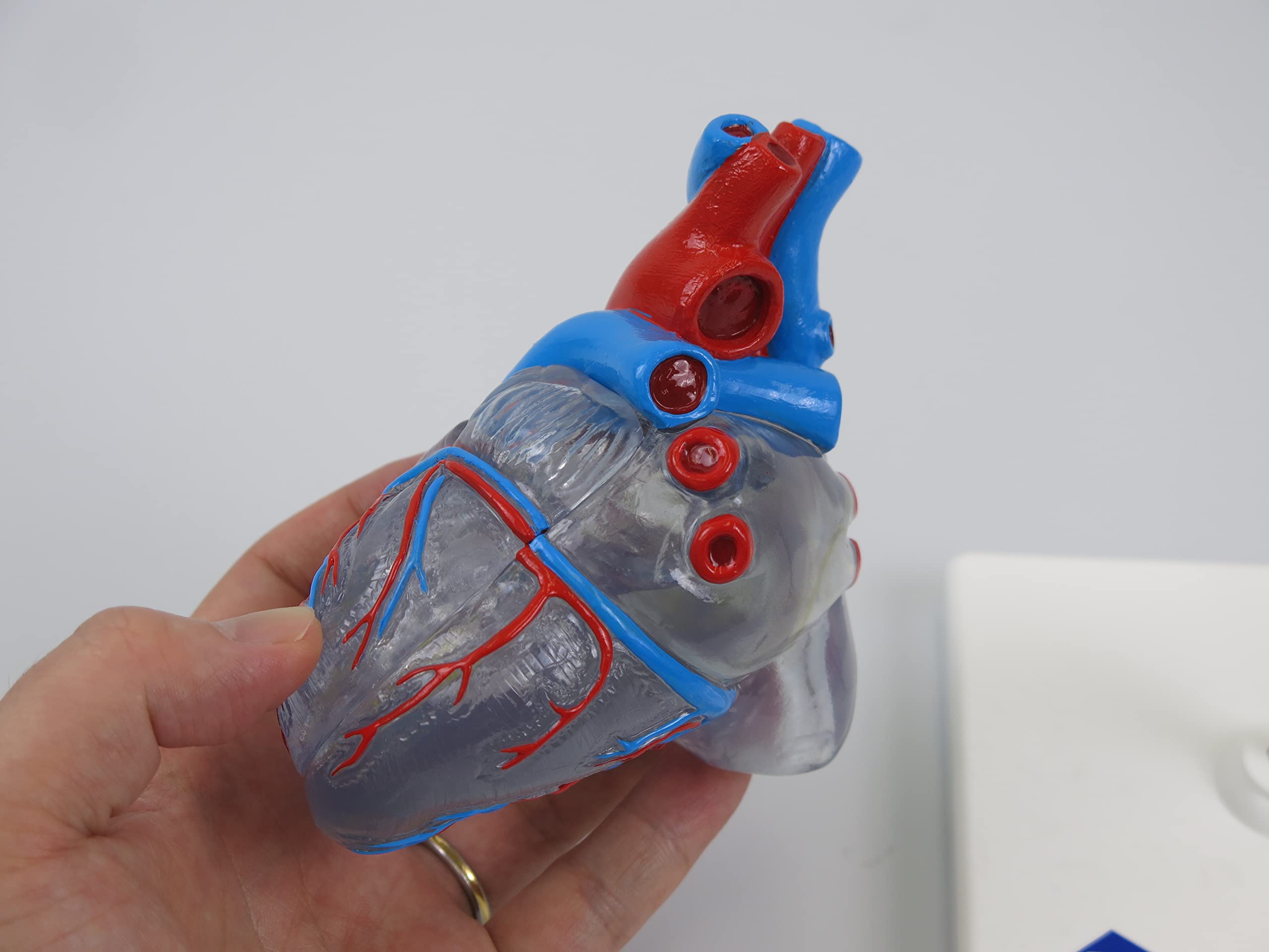 Mua Cardiac Model with Color Displaying Coronary Vessels and ...