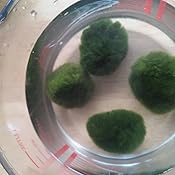 Luffy Marimo moss Balls - Healthy Fluffy Green Java Moss Balls Aquarium ...