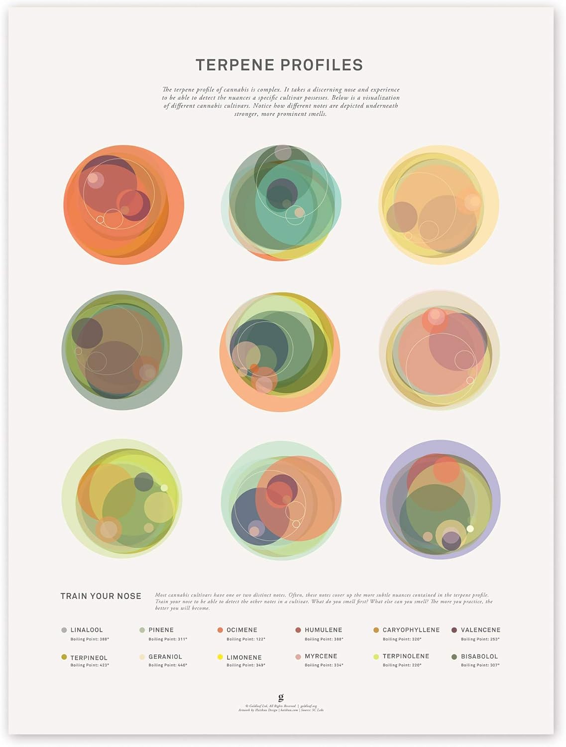 Amazon.com: Terpene Profile Illustration Poster: Illuminating The ...