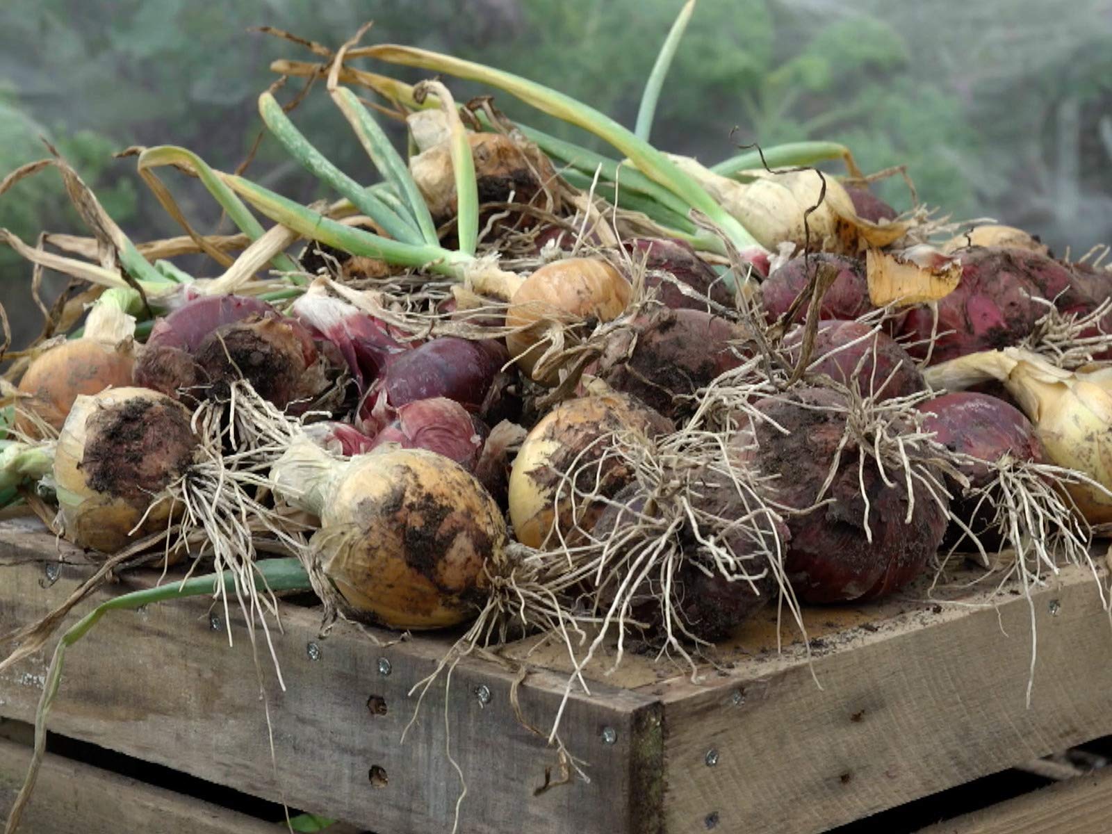 Watch Grow, Cook, Eat | Prime Video