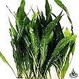 Amazon.com: (20+ Leaves) Microsorum Pteropus Java Fern Live Aquarium ...
