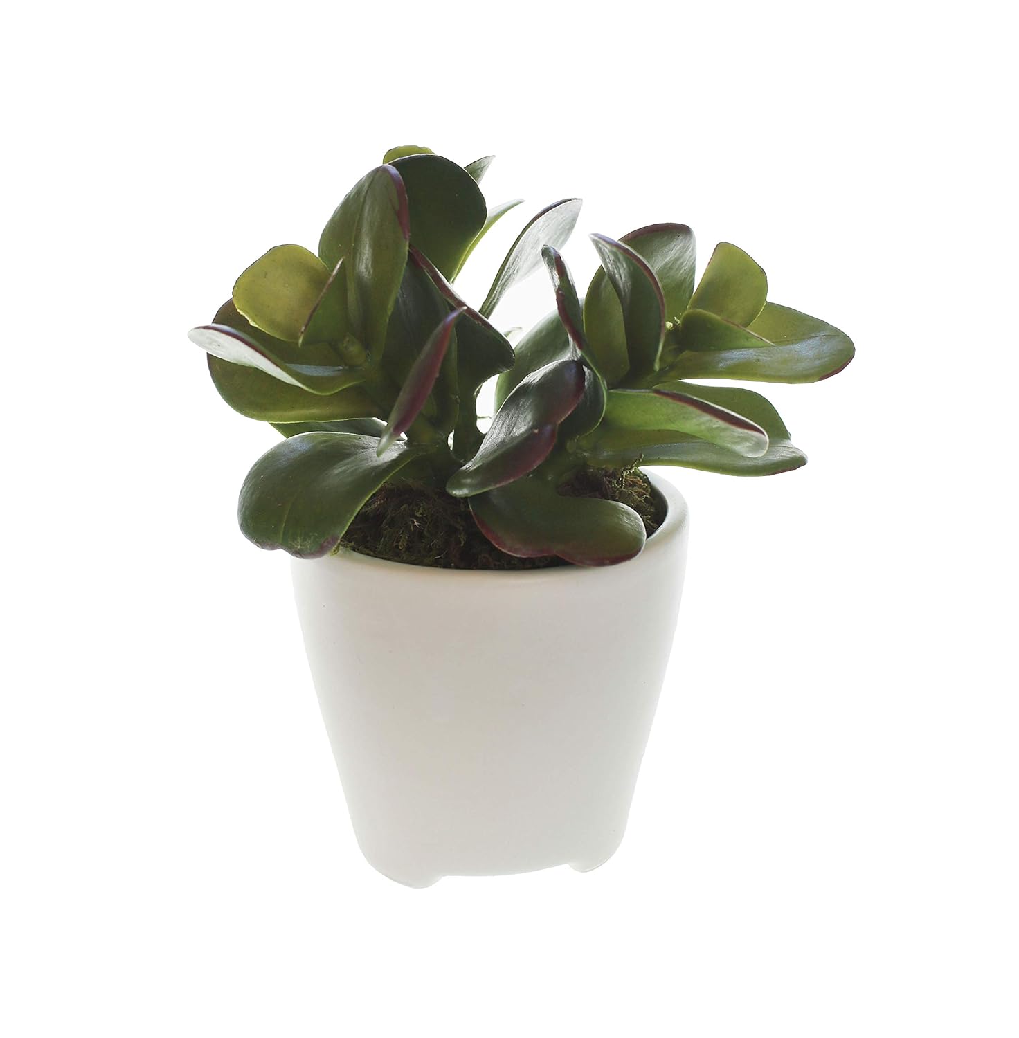 Amazon.com: White Round Ceramic Potted Artificial Jade Succulent - 4 X ...
