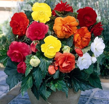 GARTHWAITE NURSERIES® : - 6 Mixed Double Begonias Tuberous Bulbs/Corms ...