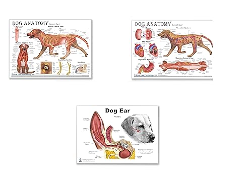 Blue Tree Publishing Dog Anatomy Chart Set with Ear Anatomy - 3 Charts ...