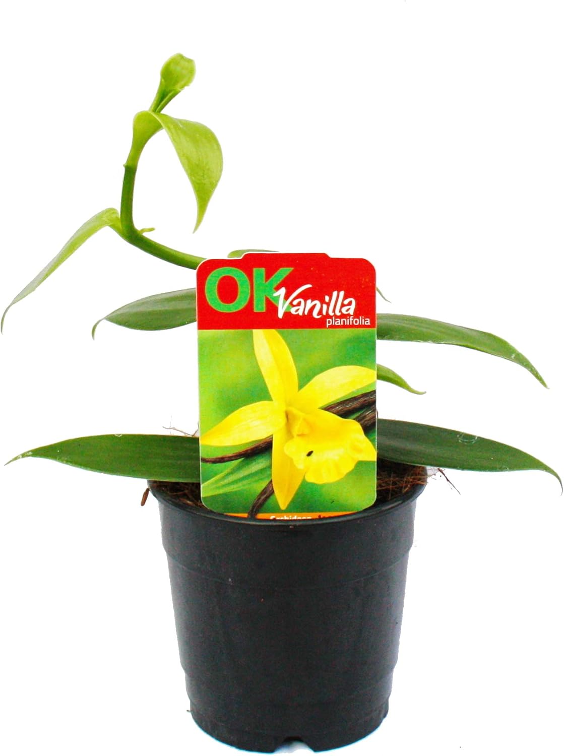 Véritable vanillier, Vanilla planifolia - orchidée grimpante en pot de ...