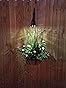 Amazon.com: Moonrays 92323 10-Lumen Hanging Garden Planter Solar Light ...