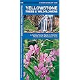 Yellowstone Trees & Wildflowers: A Folding Pocket Guide to Familiar ...