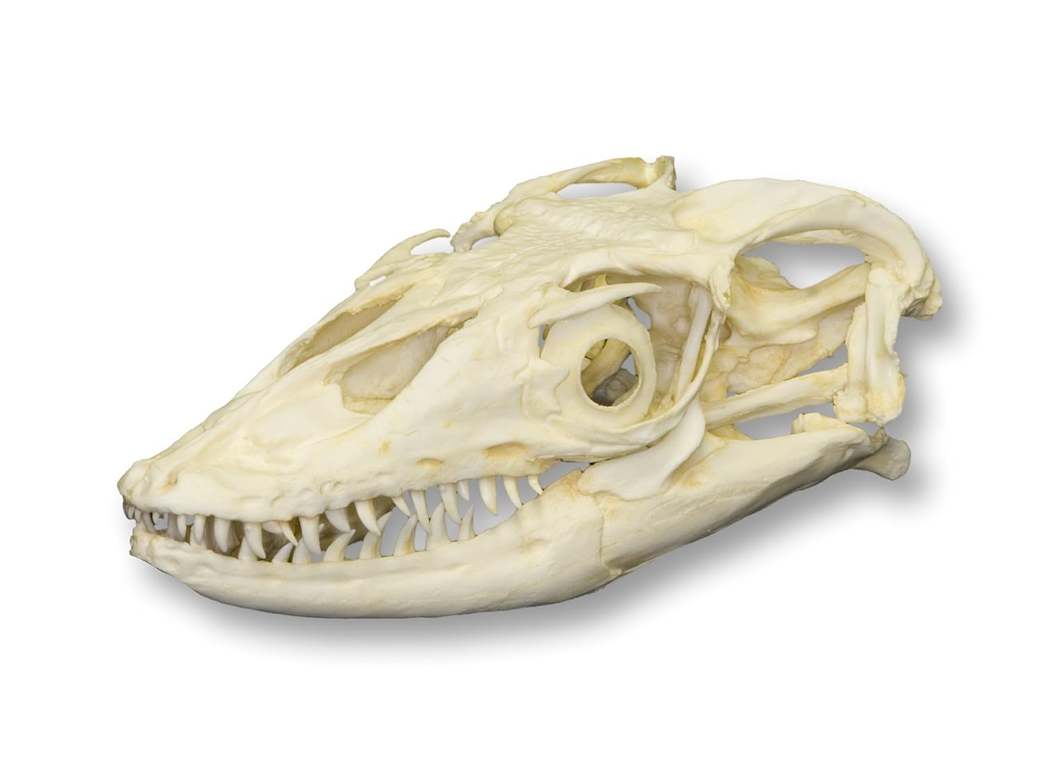 Water Monitor Skull (Teaching Quality Replica): Animal Anatomical ...