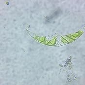 The Apex Researcher Microscope: Amazon.co.uk: Camera & Photo