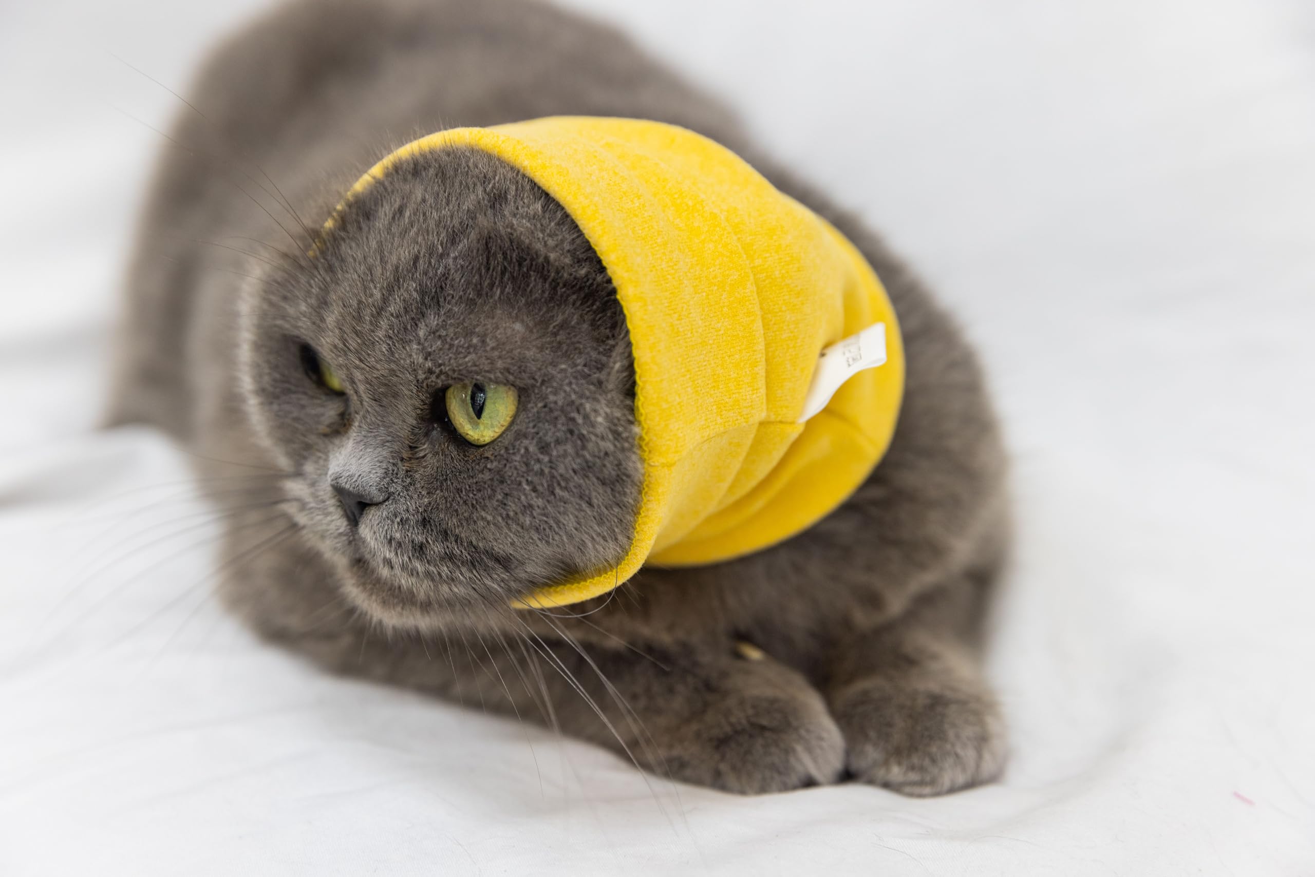 DDFS Cat Snood Ear Flap Hat No Flap Ear Wrap Protectors Anxiety Relief ...