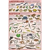 Educational School Posters Amphibians Reference Chart