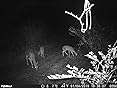 Amazon.com: Foxelli Trail Camera – 14MP 1080P Full HD Wildlife Scouting ...