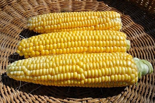 Amazon.com : New Mama Super Sweet Corn Seeds - truly super sweet ...
