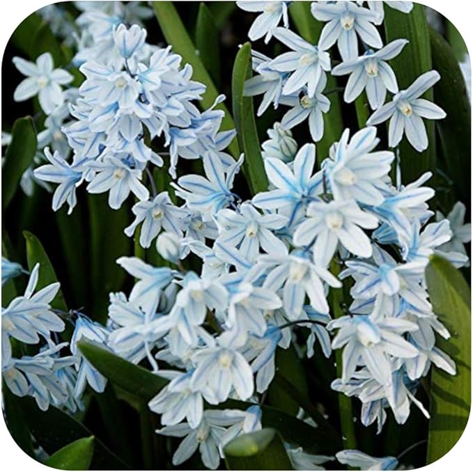 Puschkinia libanotica x 50 Russian Snowdrop Bulbs: Amazon.co.uk: Garden ...