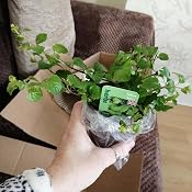 Indian Mint Satureia douglasii mint scented trailing herb basket plant ...