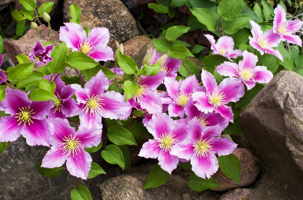 Clematis Florida - 10 Seeds: Amazon.co.uk: Garden & Outdoors