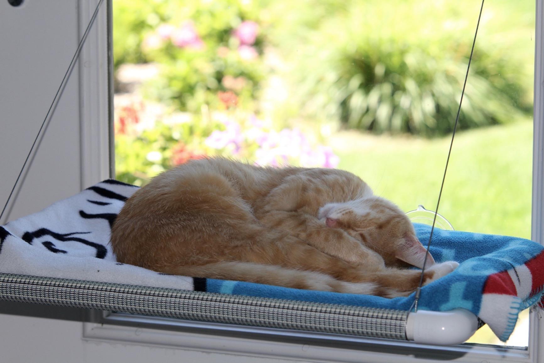 Pictures – Kitty Cot Original™