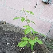 Amazon.com : 2 Dorman Red - Raspberry Plant - Everbearing - All Natural ...