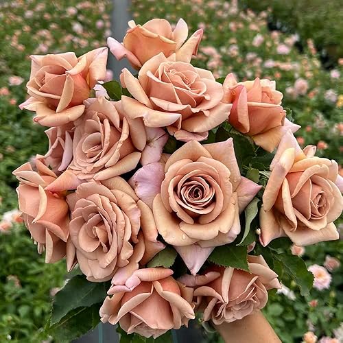 Heirloom Roses Koko Loko Rose Plant - Brown/Multi Colored Rose Bush ...