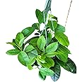 Amazon.com : Hoya Shooting Star - Hoya Multiflora - Hoya Plants Live ...