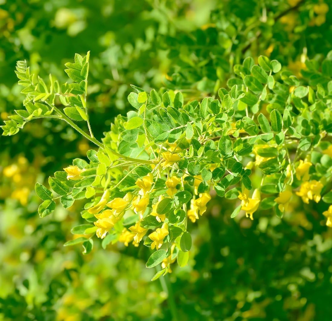 Amazon.com : Earthcare Seeds Siberian Pea Shrub 50 Seeds (Caragana ...