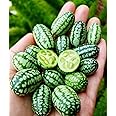 Amazon.com : 80+Mini Thumb Watermelon Fruit Seeds for Home Garden ...