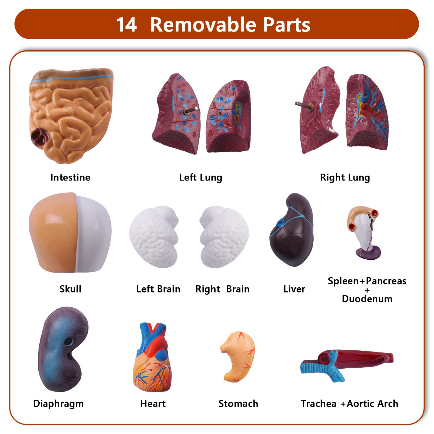 Half-Life Size Muscle Models Human Muscle And Organ Model, 27-Part Half ...