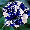 Amazon.com : QAUZUY GARDEN 20 Blue Dragon Rose Rosa Seeds for Planting ...