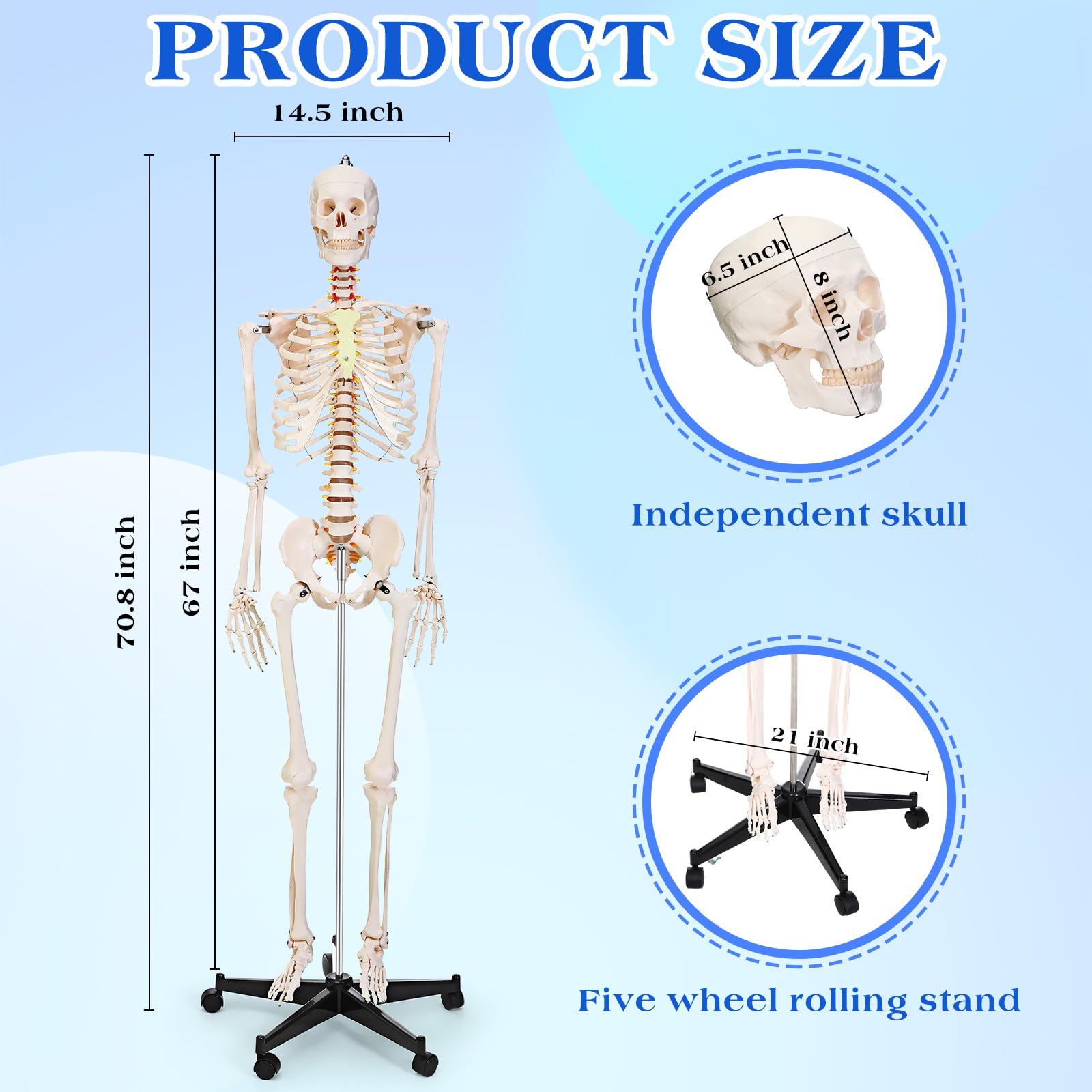 Mua Menkxi Human Skeleton Model for Anatomy Refined PVC 70.8'' Life ...