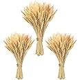 Amazon.com: Phliofd 300 Stems Natural Dried Wheat Stalks, 18 inches ...