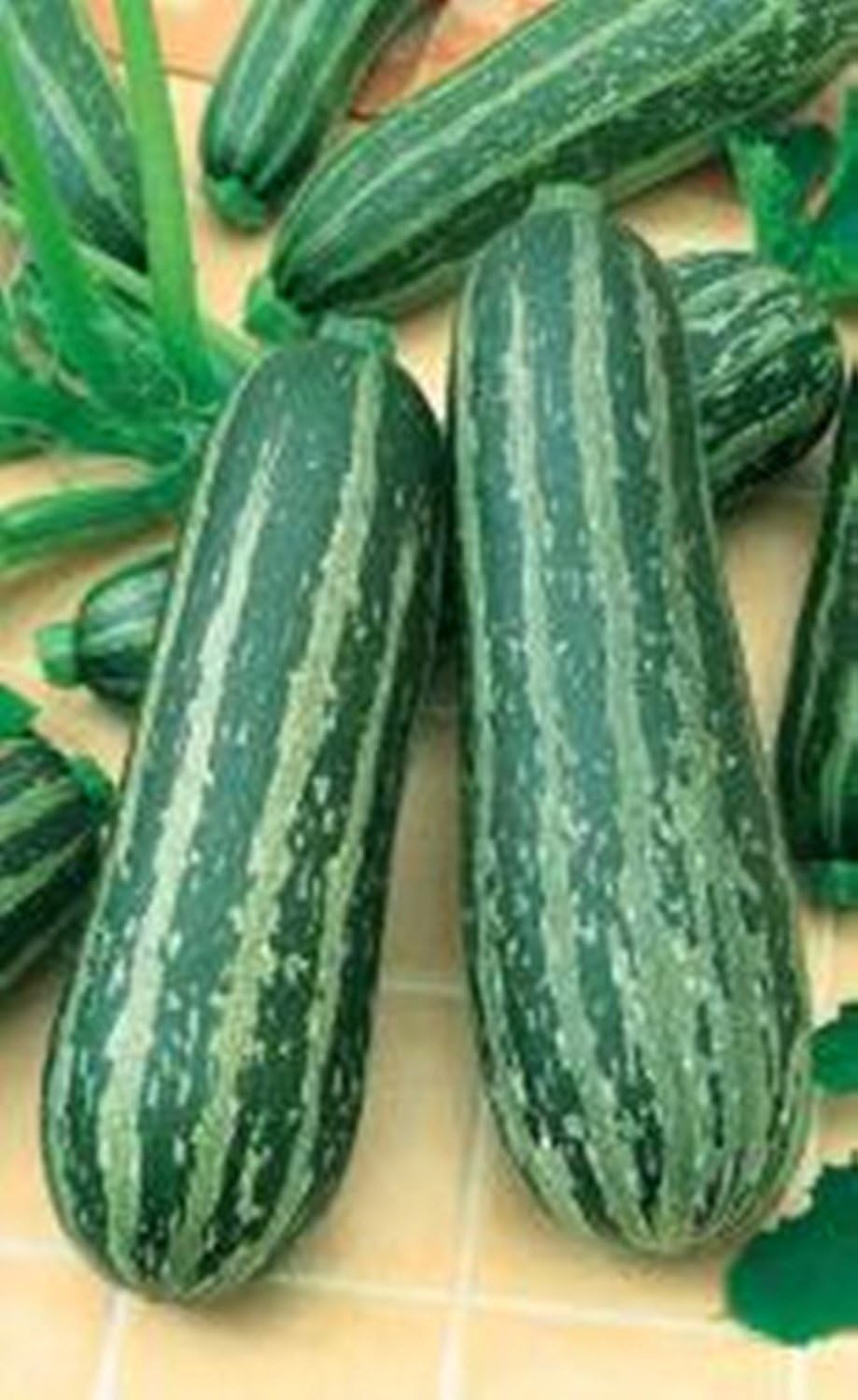Amazon.com : NIKITOVKA Seeds Squash Zucchini Zebra, Green (40 Seeds ...