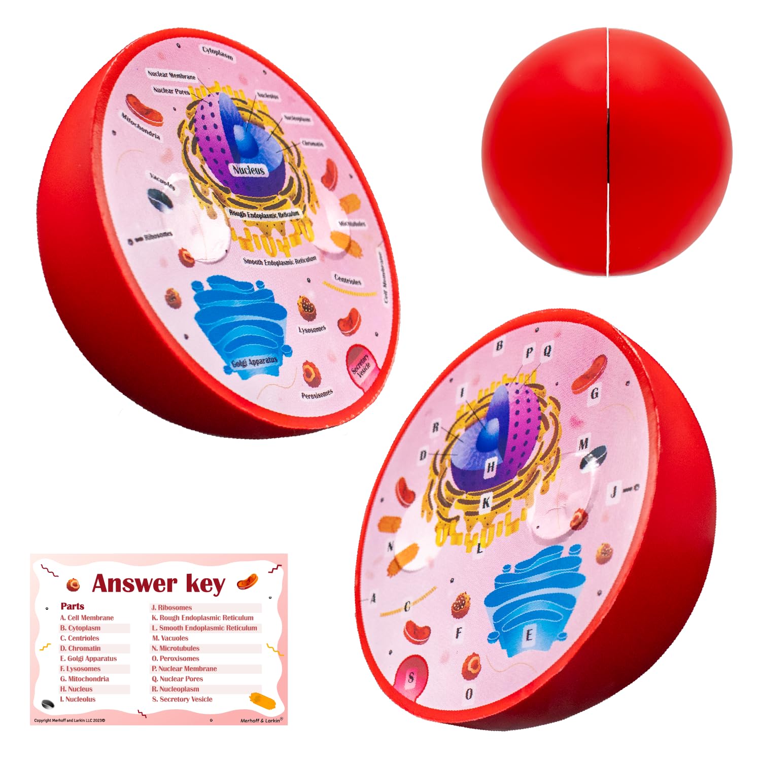 Animal Cell Model Kit Section Of An Animal & Plant Cell Models - Cross ...