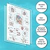 17 Human Anatomy Posters - Medical Posters, Circulatory, Skeletal, Male ...