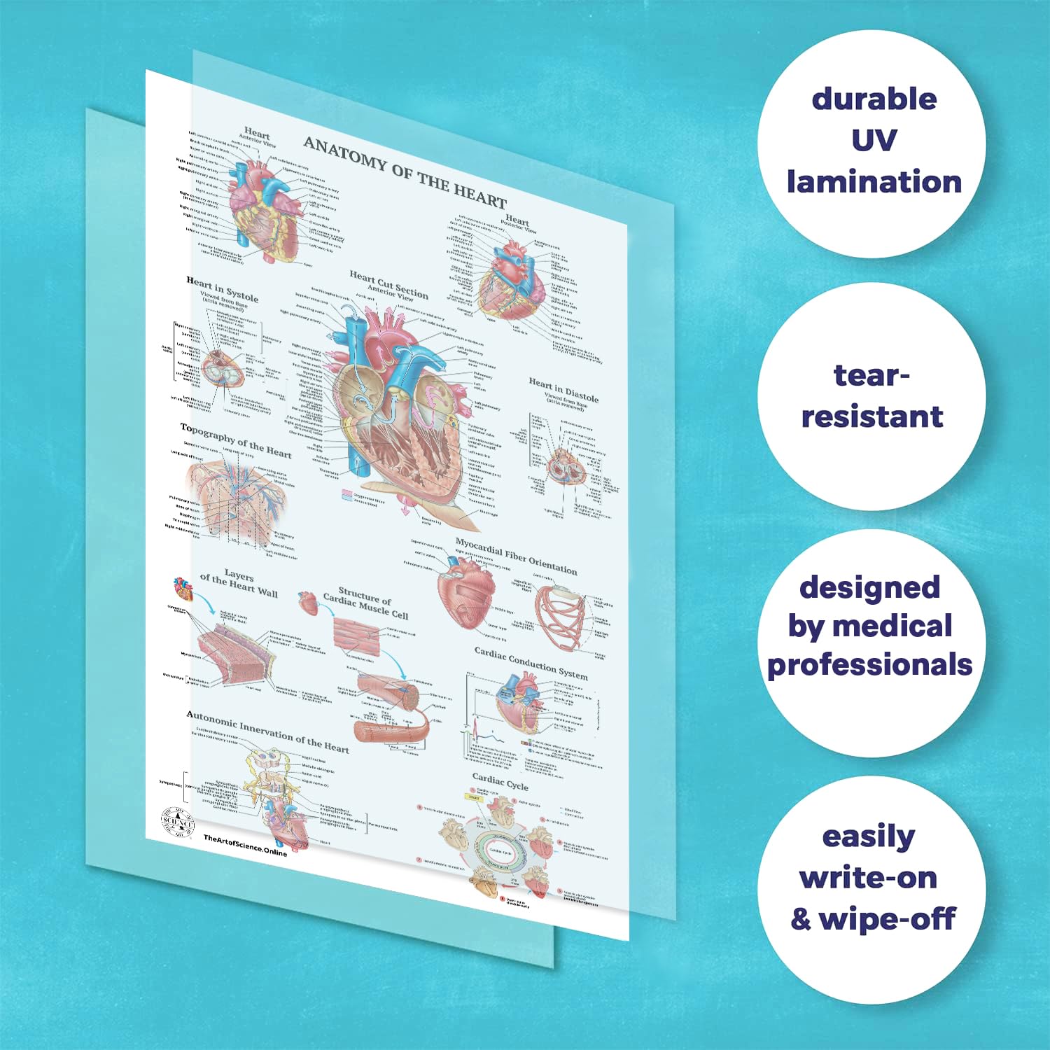 Mua 17 Human Anatomy Posters - Medical Posters, Circulatory, Skeletal ...