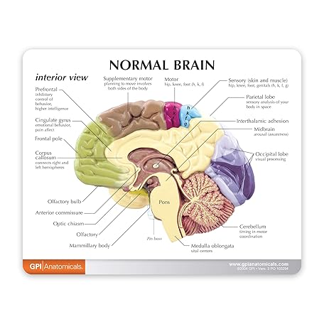 Mua GPI Anatomicals - Half Brain Model, Normal Right-Half Brain with ...